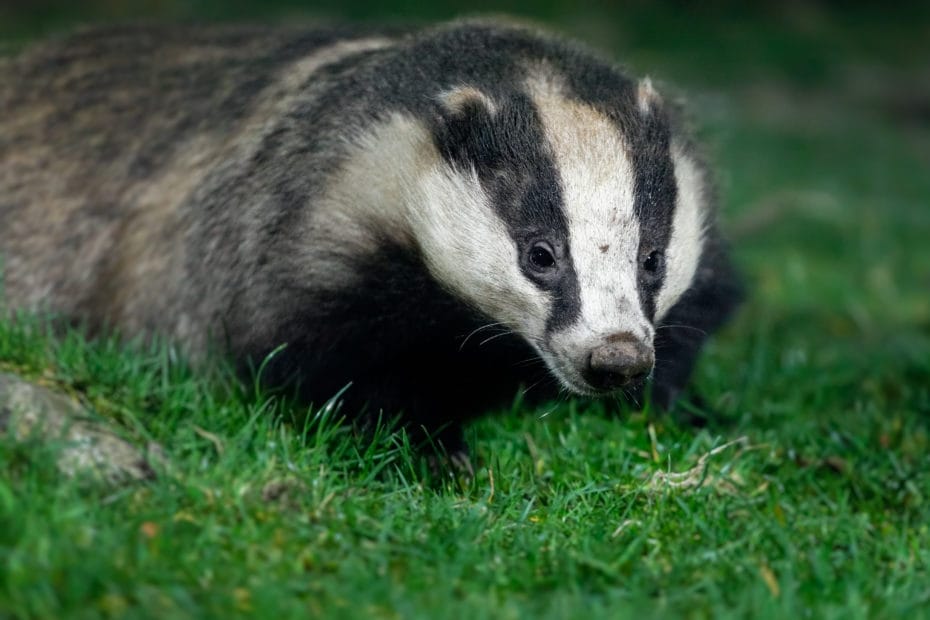 Haweswater Badger Hide: Celebrating Six Months - Wild Haweswater