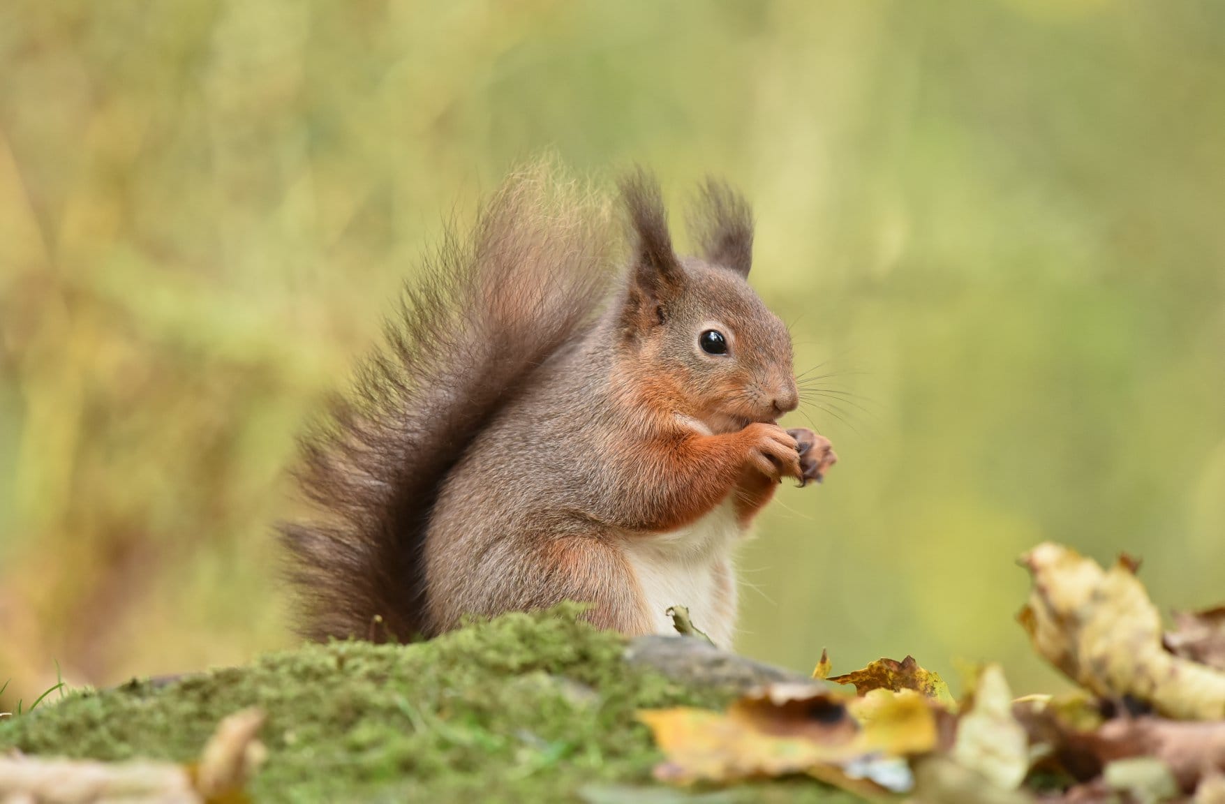 Species Highlight: Red Squirrel - Wild Haweswater