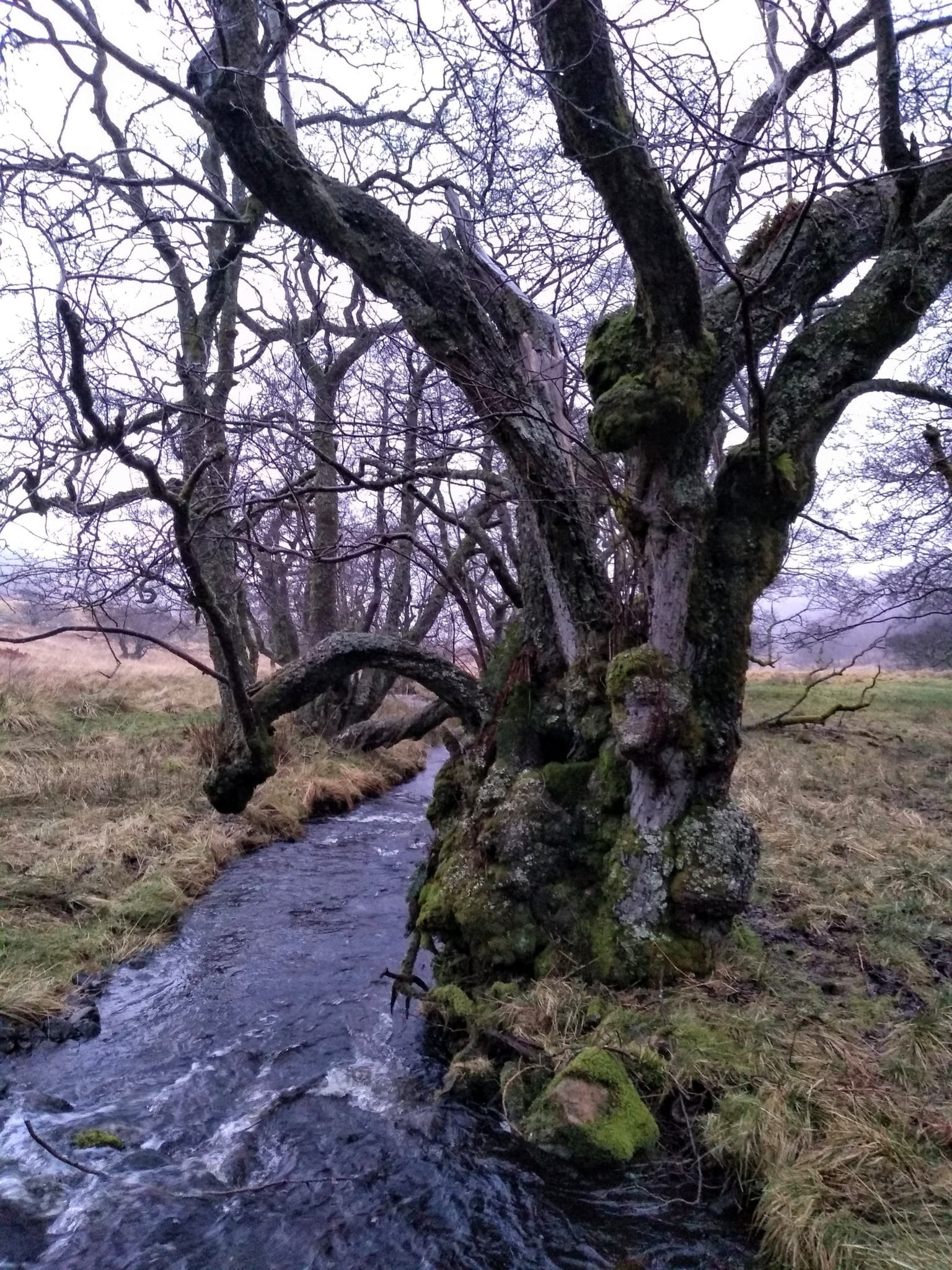 Species Highlight: The Alder - Wild Haweswater