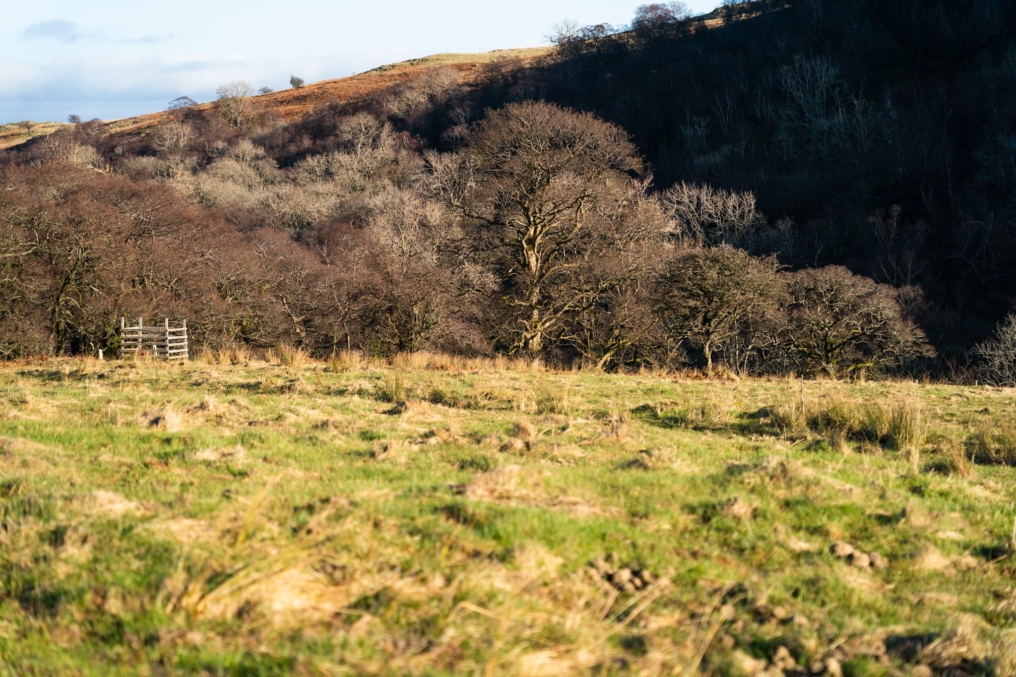 Our work in focus: 200th tree planted in Wild Haweswater Celebration ...
