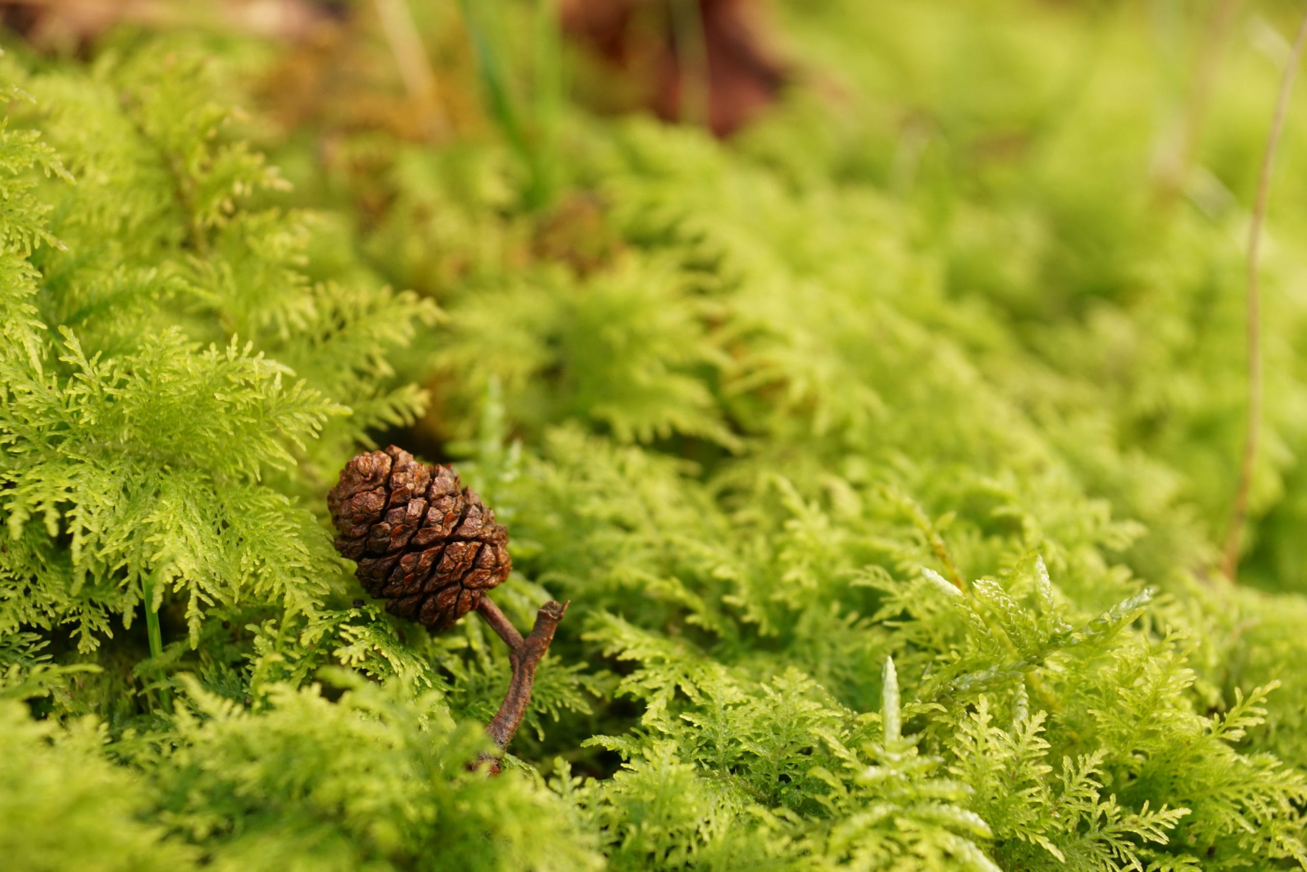 Species Highlight: The Alder - Wild Haweswater