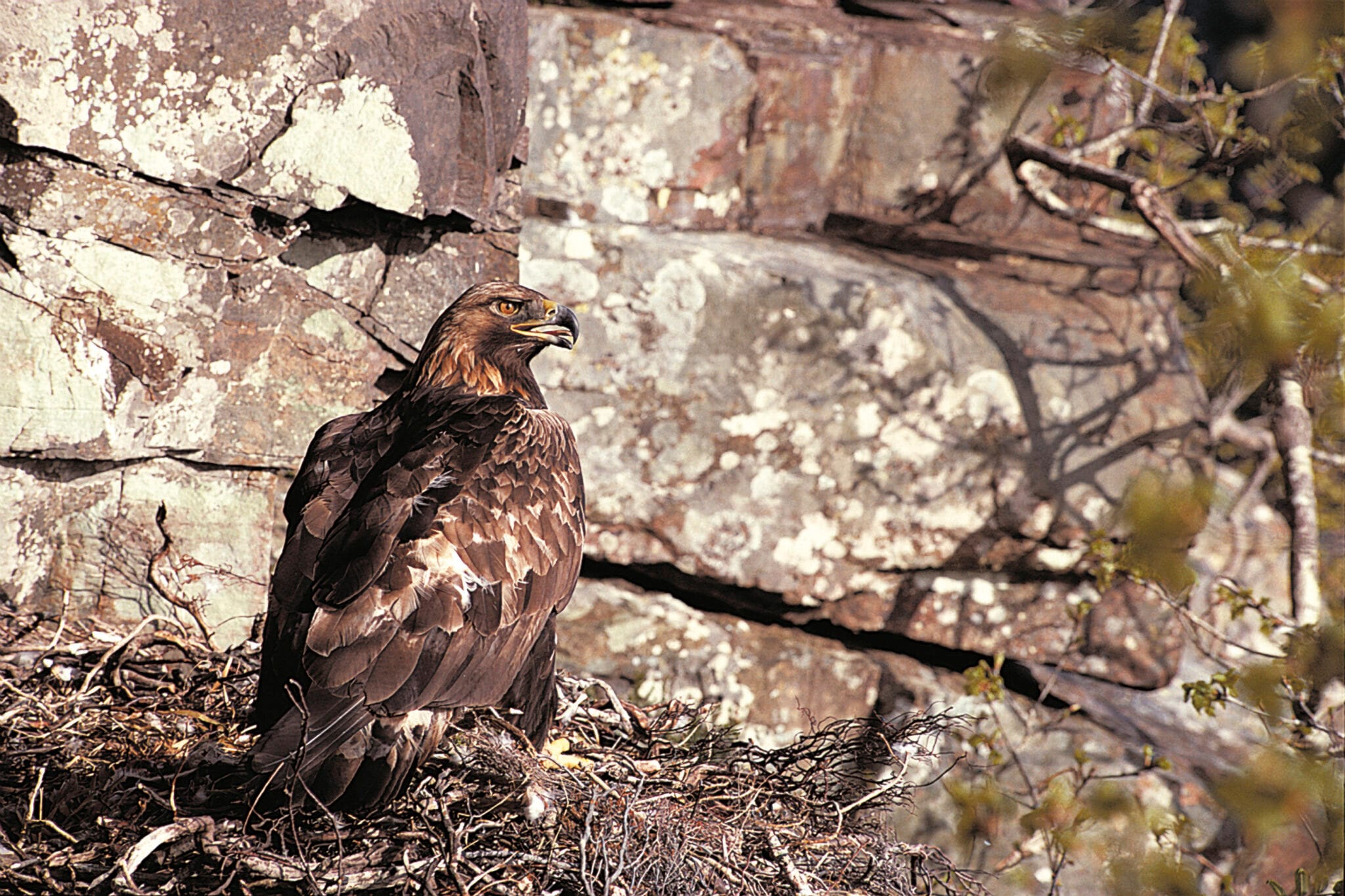 Holes in the map, part 4: Eagles - Wild Haweswater