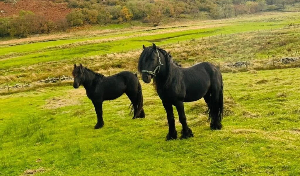 Work Ponies One Of Our Favourite Photos From The Latest Issue Of NZ