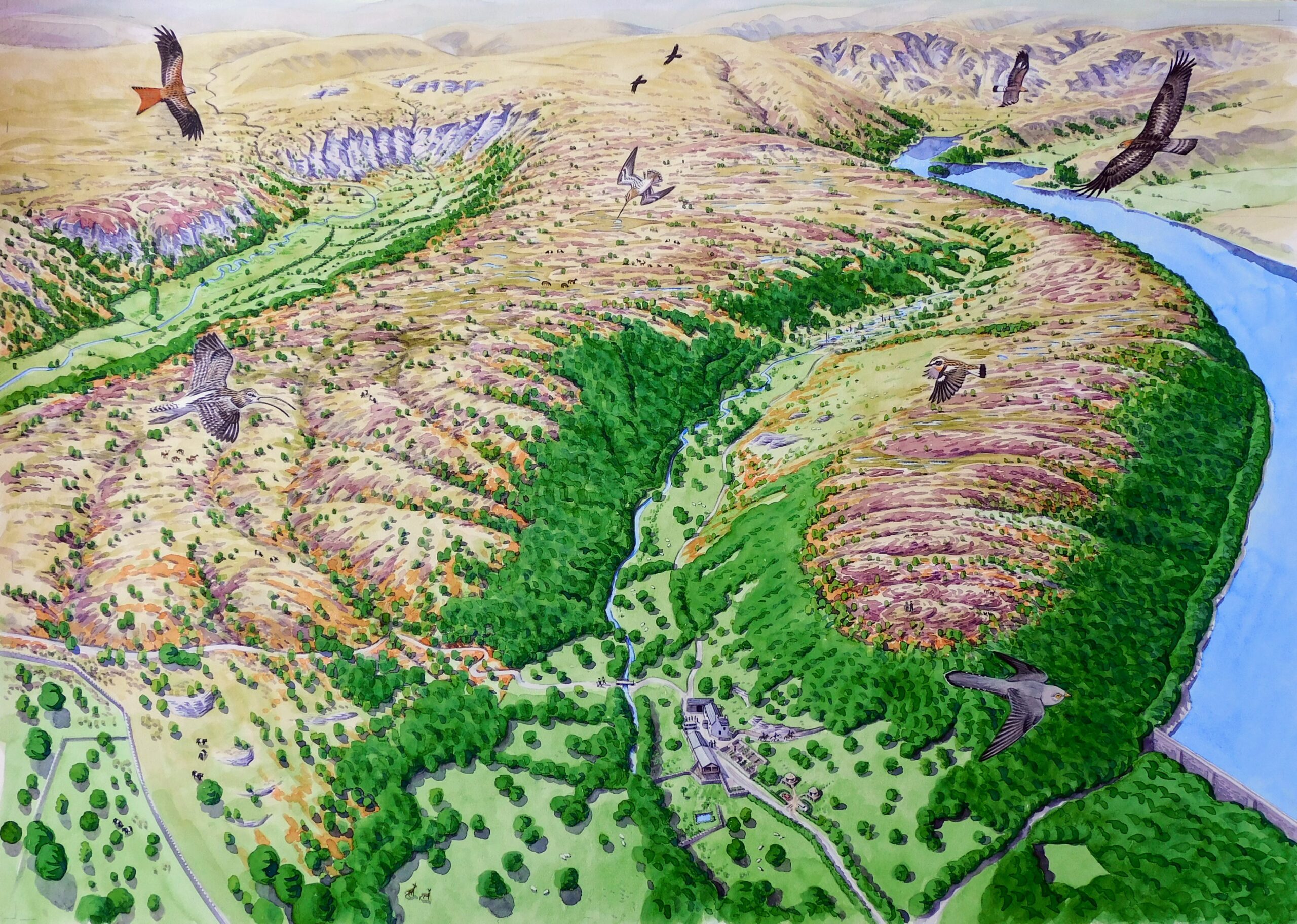 A Vision of Wild Haweswater's Future - Wild Haweswater