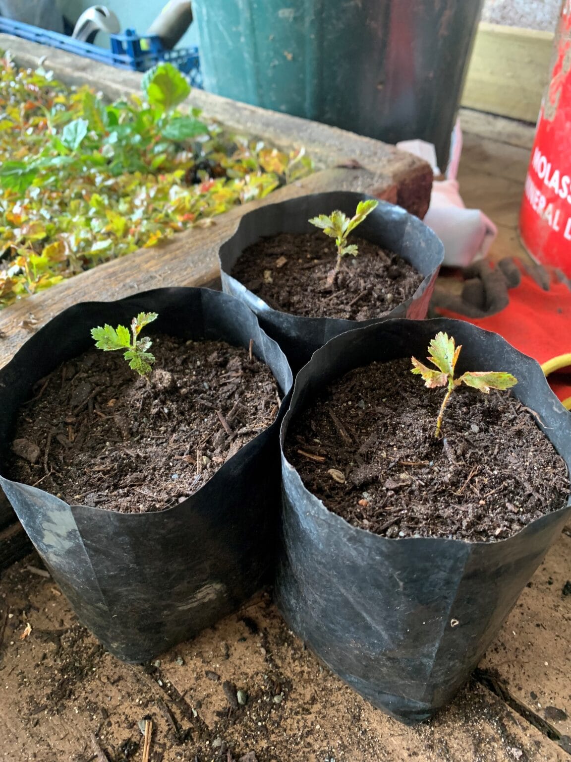 Volunteer Voices: Josh's work experience - Wild Haweswater