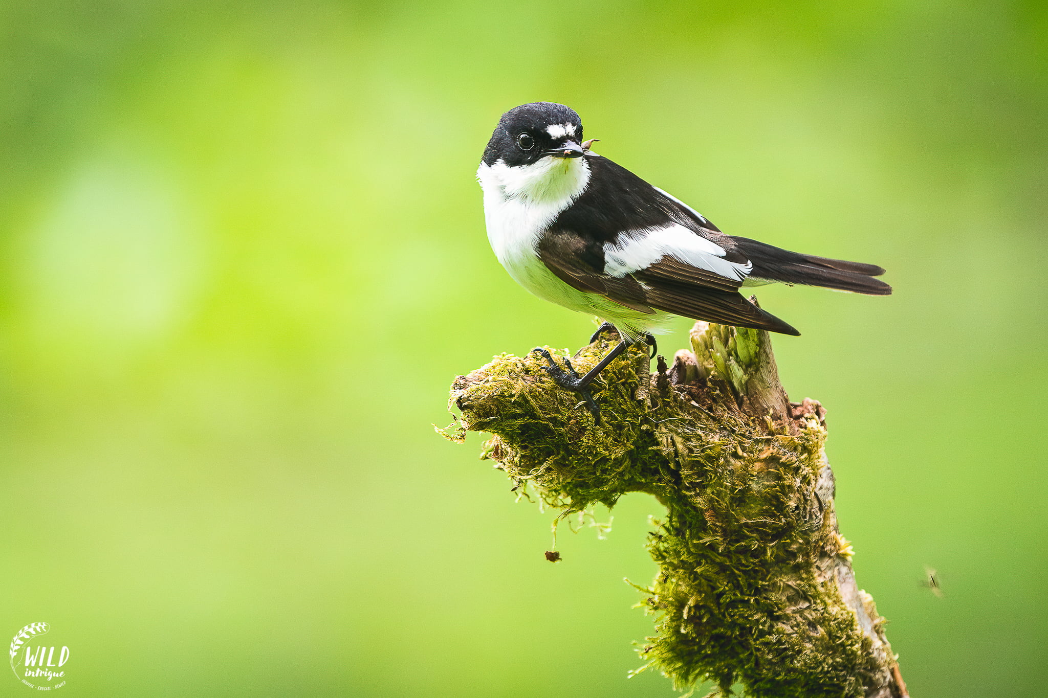 Our work in focus: Record-breaking breeding season for Pied Flycatchers ...
