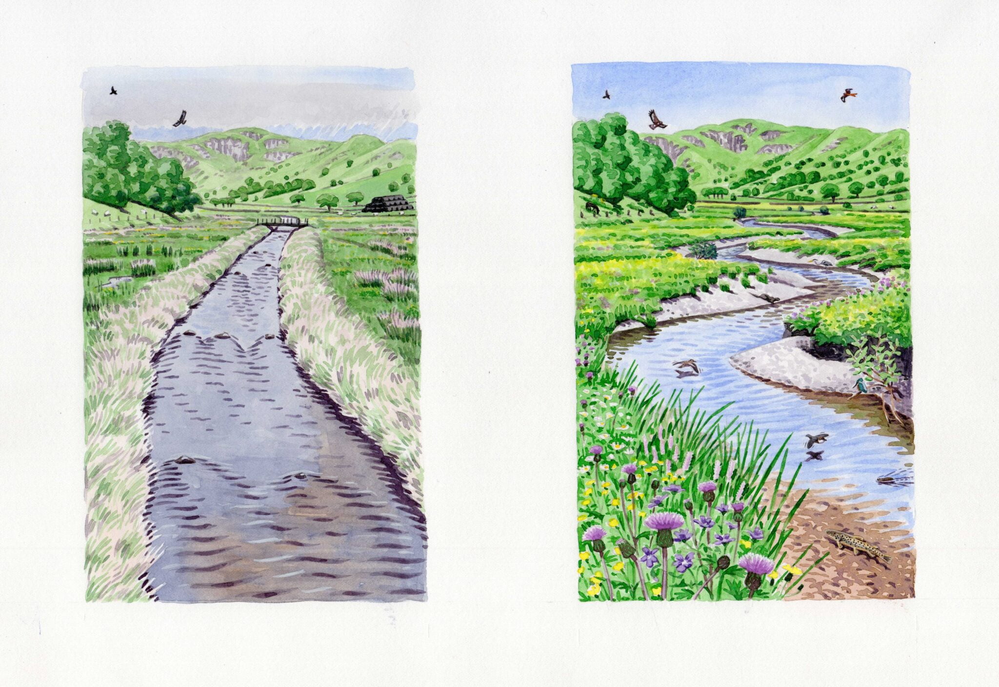 A Vision of Wild Haweswater's Future - Wild Haweswater