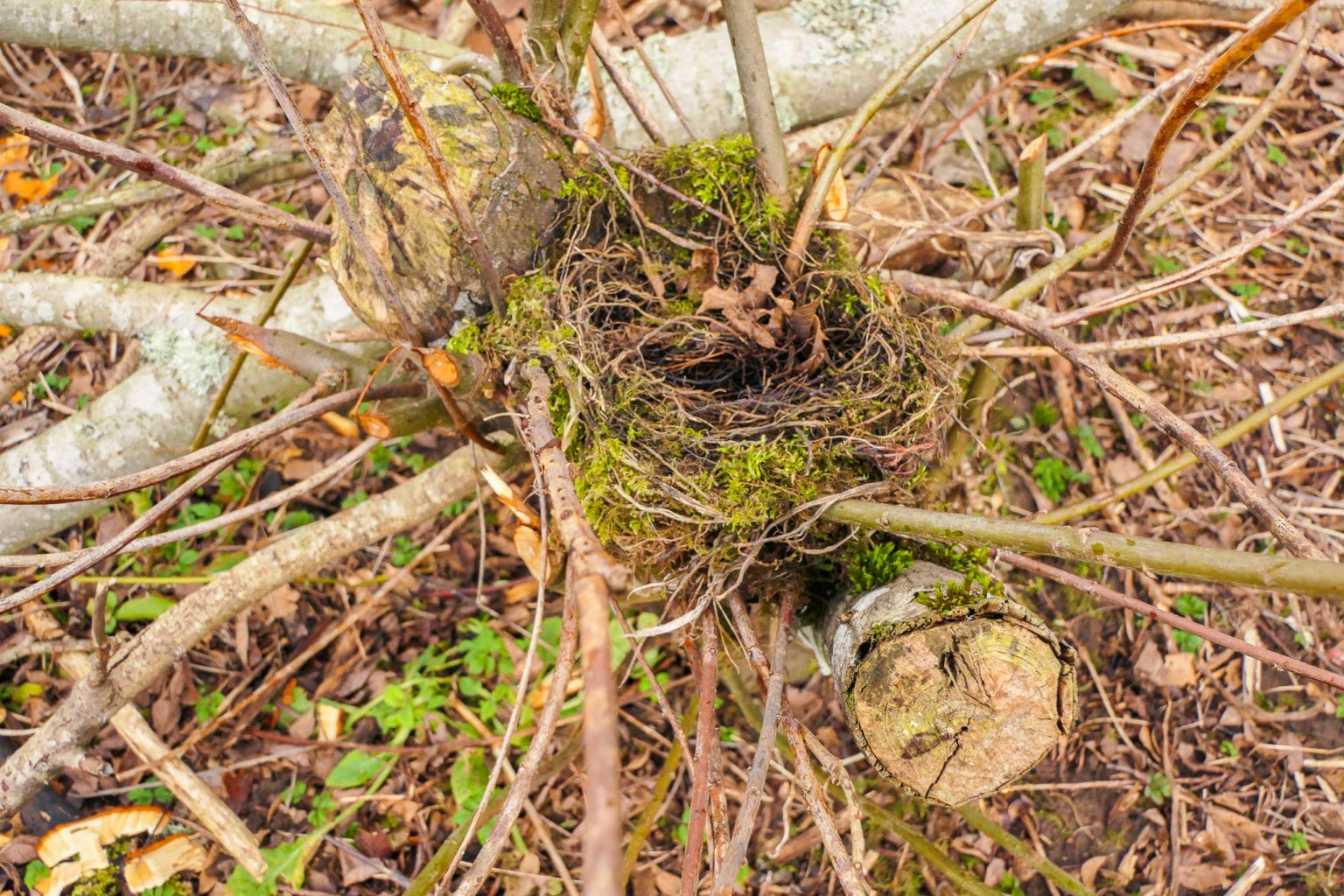 Rediscovering the Eurasian Beaver - Wild Haweswater