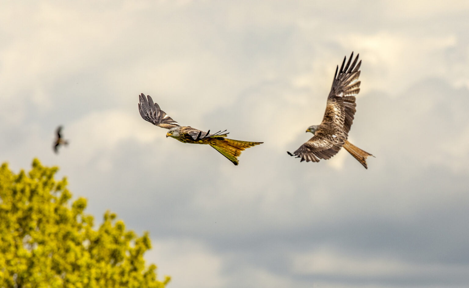 Holes in the map, part 8: Ospreys, goshawks & kites - Wild Haweswater
