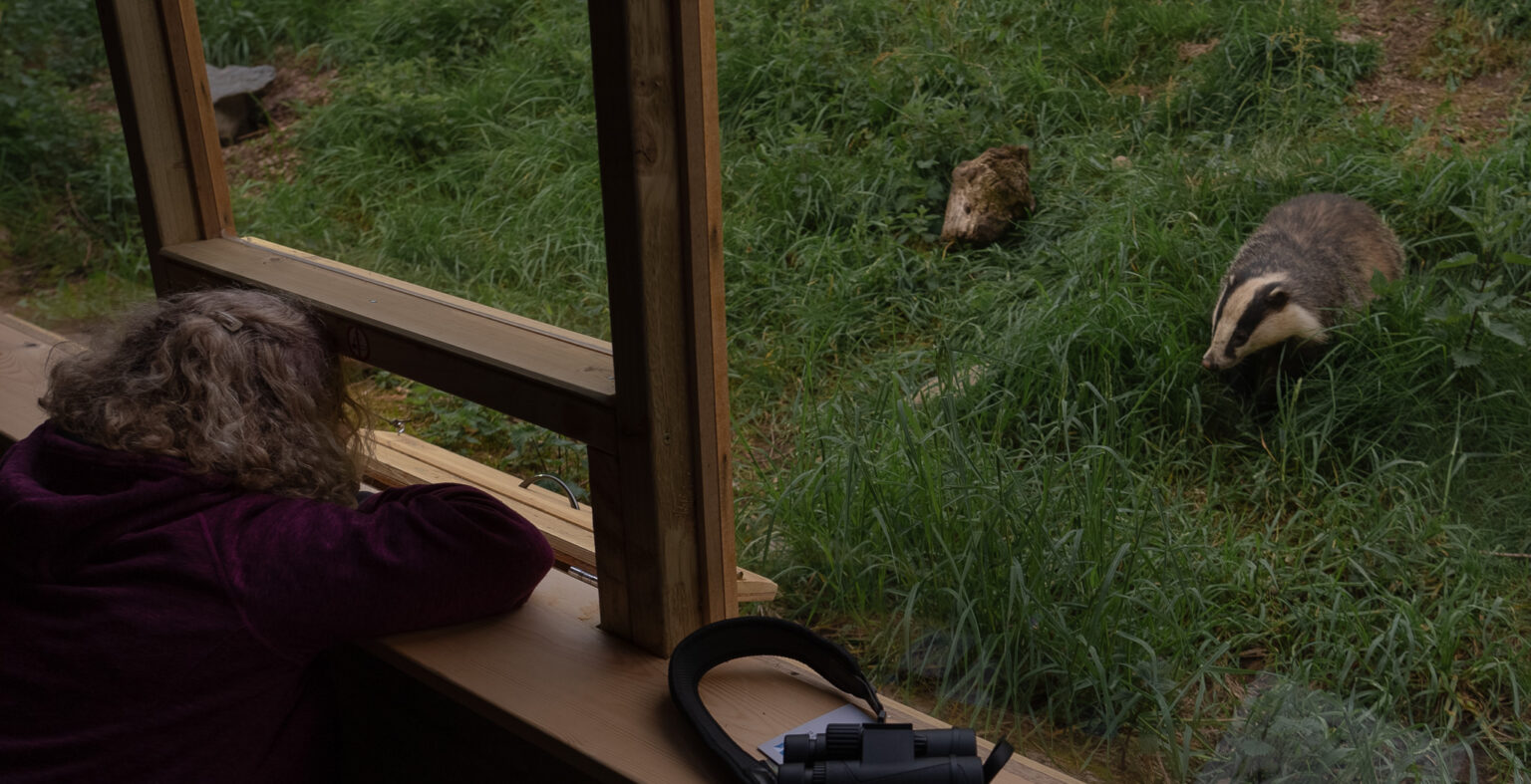 Celebrating our work: Our Badger Hide Guide Volunteers make it to ...