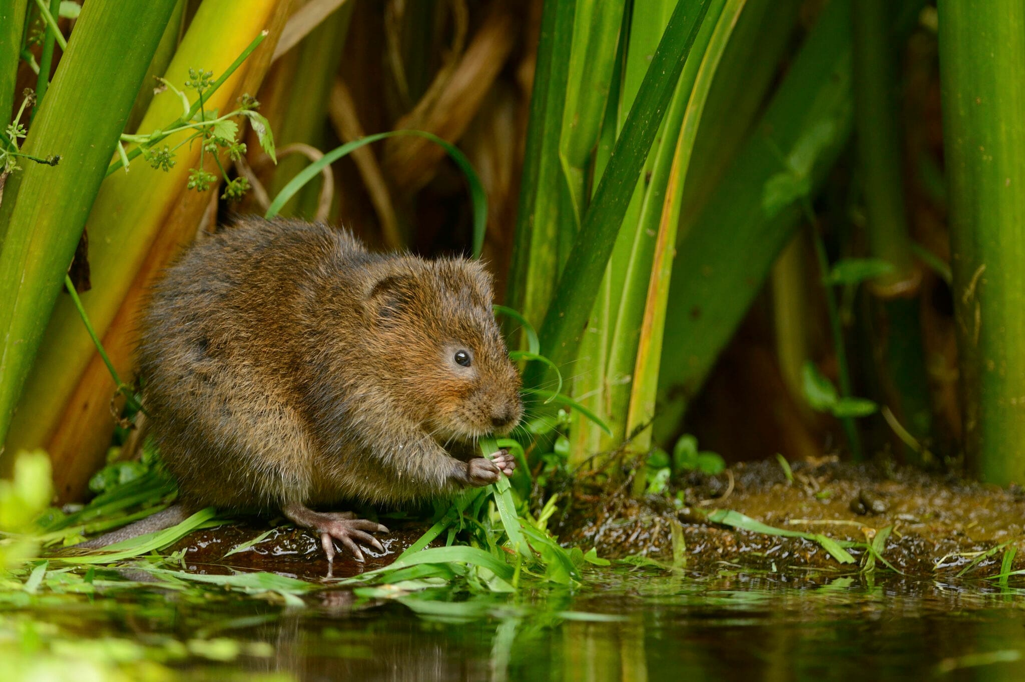 Holes in the map, part 5: Water Vole - Wild Haweswater