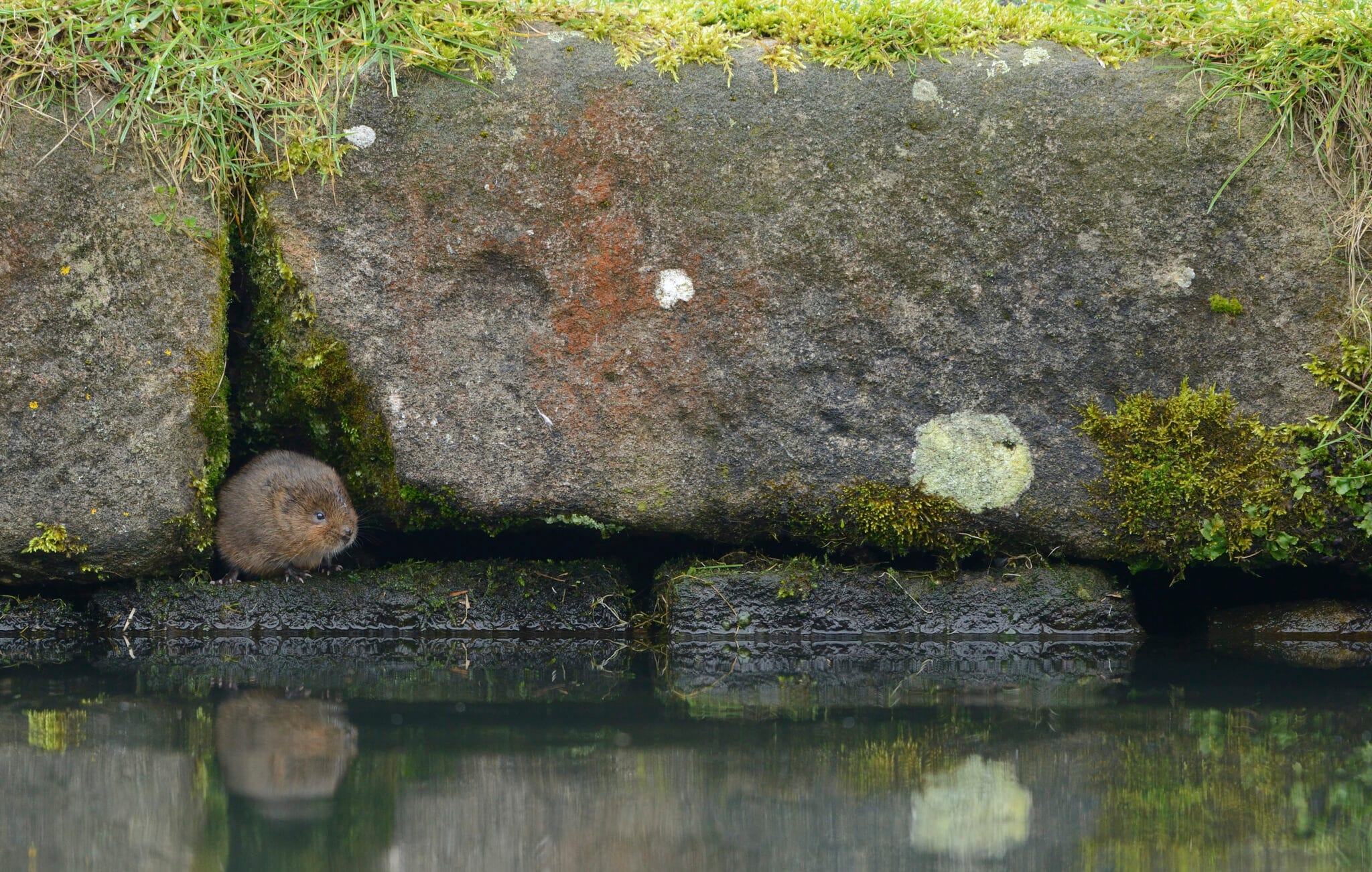 Holes in the map, part 5: Water Vole - Wild Haweswater